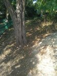 Береговая улица (Belgorod Region, Stariy Oskol, Beregovaya ulitsa), toplu taşıma durağı  Stariy Oskol'dan