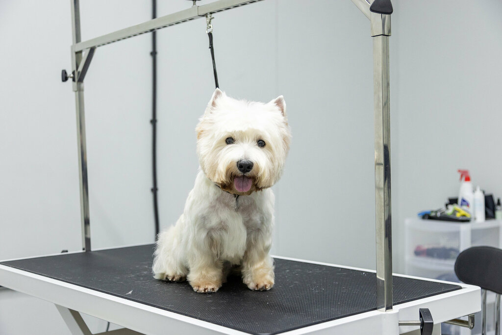 Evcil hayvan kuaförleri ПЭТрушка, Perm, foto