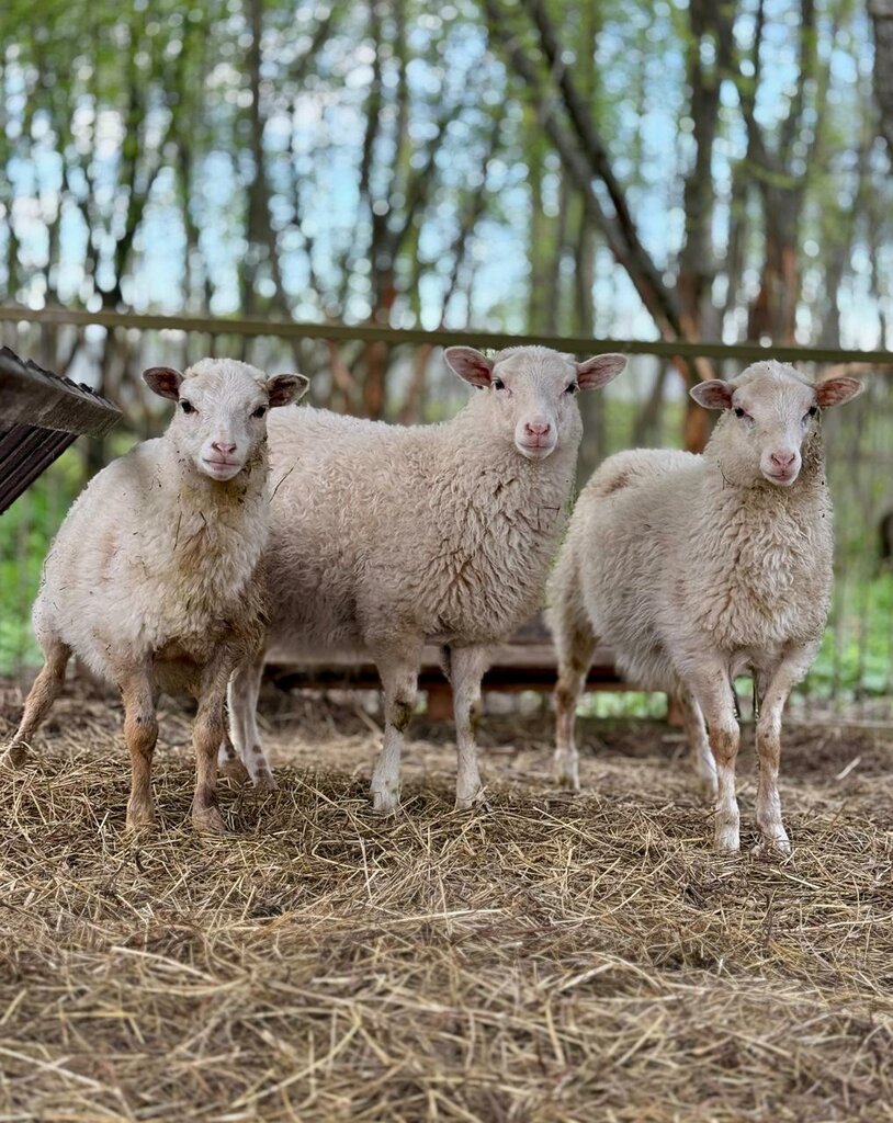 Hayvanat bahçeleri Парк домашних животных, Moskova ve Moskovskaya oblastı, foto