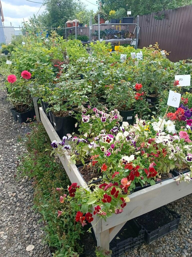 Sera ve bahçe ürünleri Nezabudka, Moskova ve Moskovskaya oblastı, foto