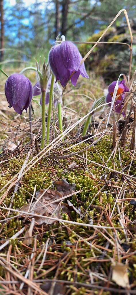 Seyir terası Смотровая площадка, Başkurdistan, foto