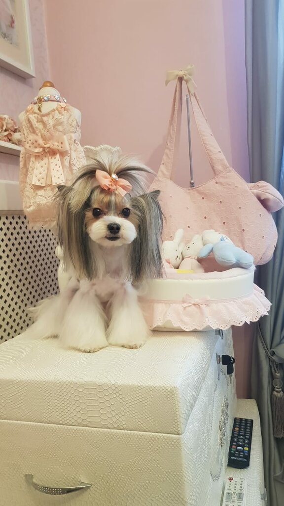 Evcil hayvan kuaförleri Salon dlya sobak Mishel, Moskova, foto