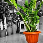 Ever Green Flowers Plants (Bin Suwailem Building, Al Qusais 1, Deira, Dubai), sera ve bahçe ürünleri  Dubai'den