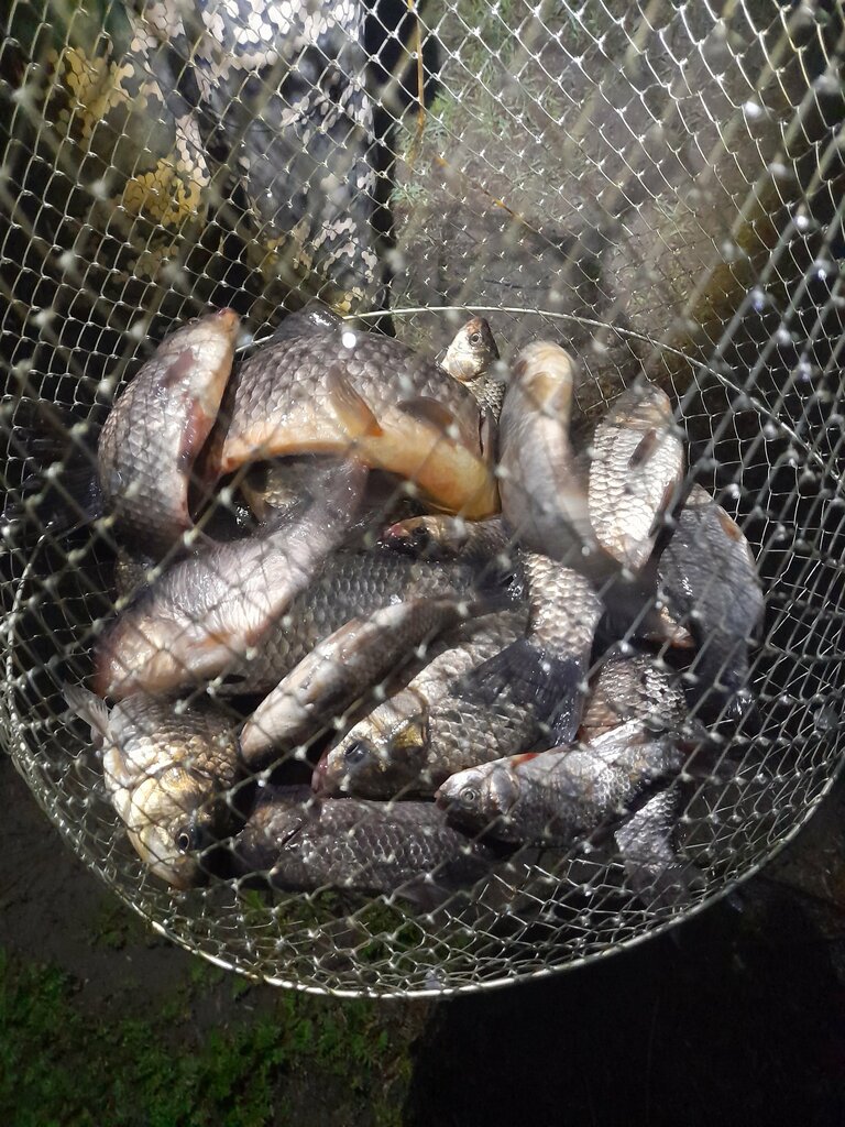 i̇skele Акутиха, Altayski krayı, foto