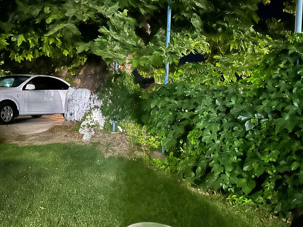 Restoran Guzal Asl Goja, Taşkent eyaleti, foto