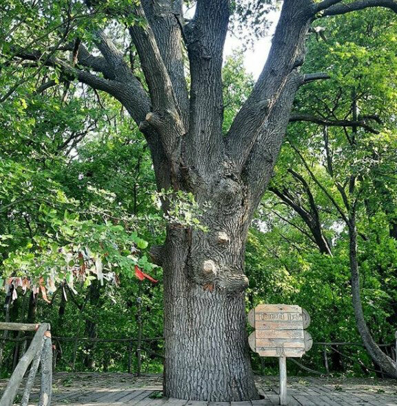 Turistik yerler Великий дуб, Voronejskaya oblastı, foto