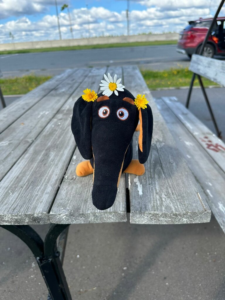 Piknik alanı Место для пикника, Saint‑Petersburg ve Leningradskaya oblastı, foto
