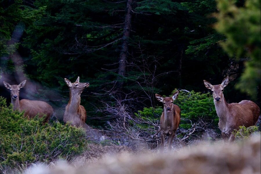 Kamp alanları Başkonuş Yaylası, Andırın, foto