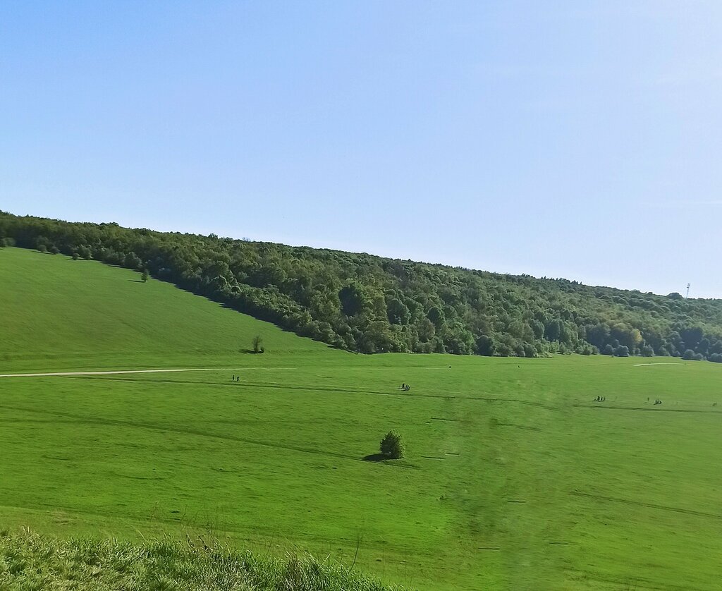 Orman Корсаков лес, Lipetskaya oblastı, foto