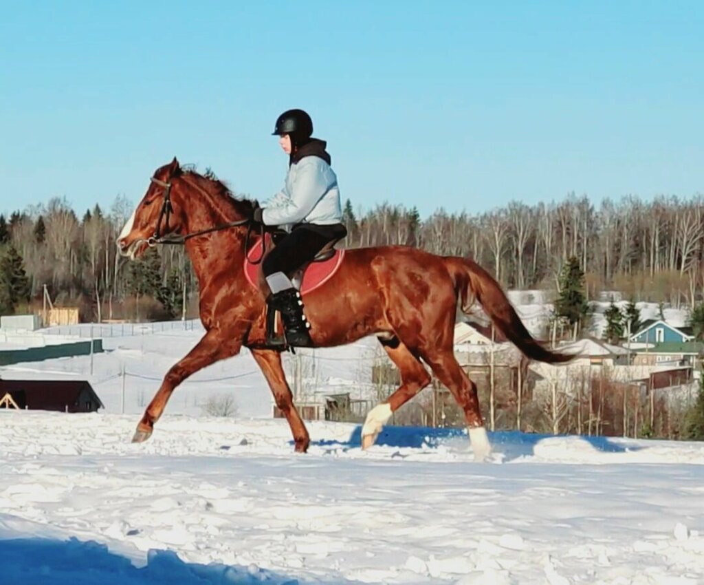 At ve binicilik kulüpleri Anisimov Riding School, Saint‑Petersburg ve Leningradskaya oblastı, foto