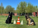Kolomensky dressirovochny tsentr Tori (Moscow Region, Kolomna, Astakhova Street), hayvanat bahçesi merkezi  Kolomna'dan