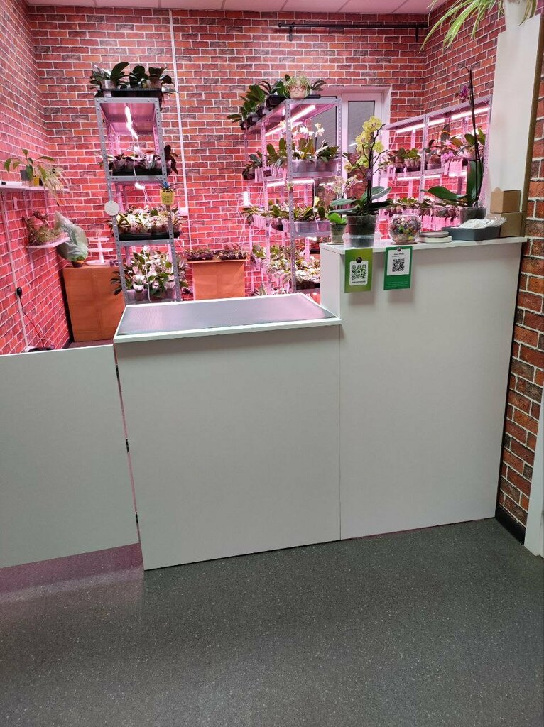 Çiçekçiler ОрхидФлора, Krasnodar, foto