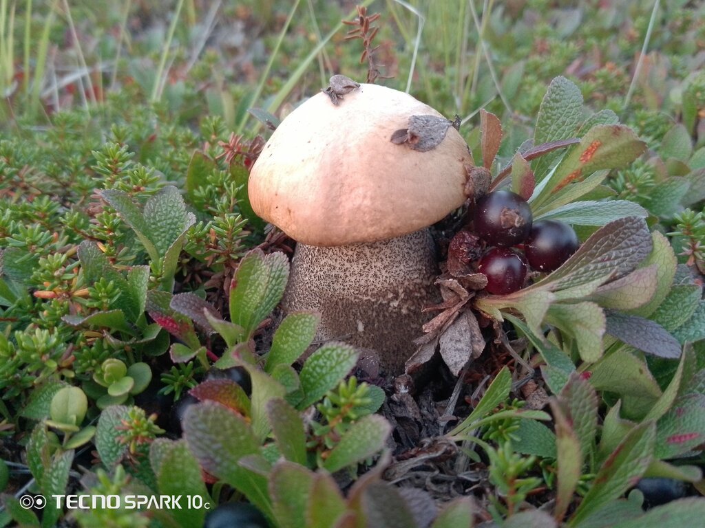 Havaalanları Аэропорт Новый Порт, Yamal‑Nenets Özerk Bölgesi, foto