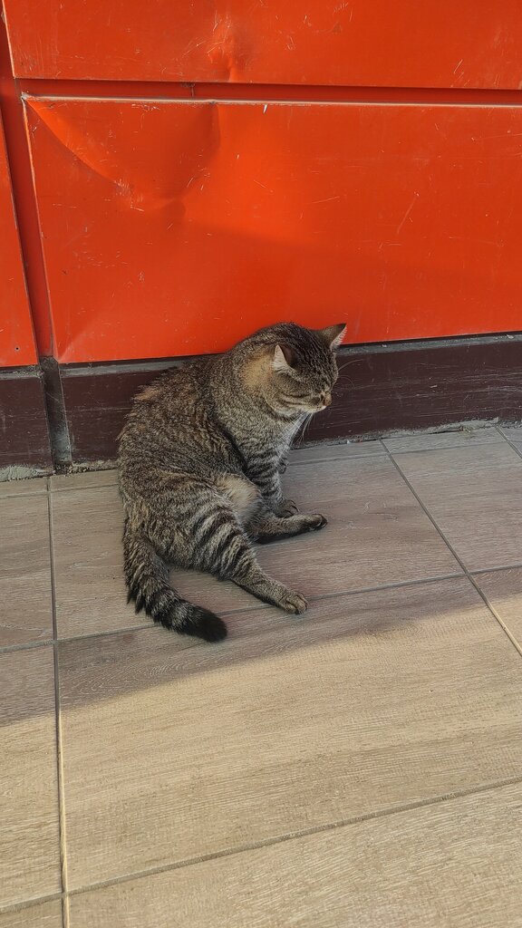 Süpermarket Dixy, Moskova ve Moskovskaya oblastı, foto