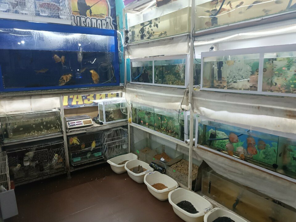 Petshop Зоомагазин, Celalabat, foto