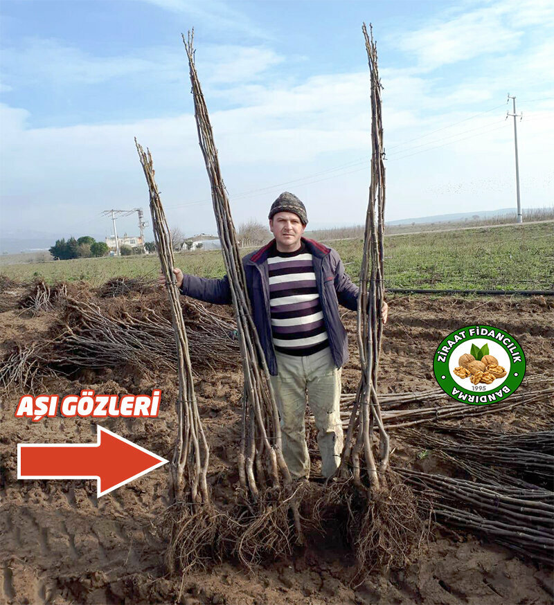 Tarım firmaları Ceviz Fidancisiyiz, Bandırma, foto