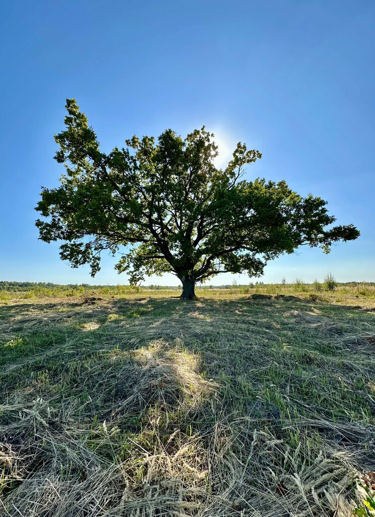 Doğa Дуб черешчатый, Vladimirskaya oblastı, foto