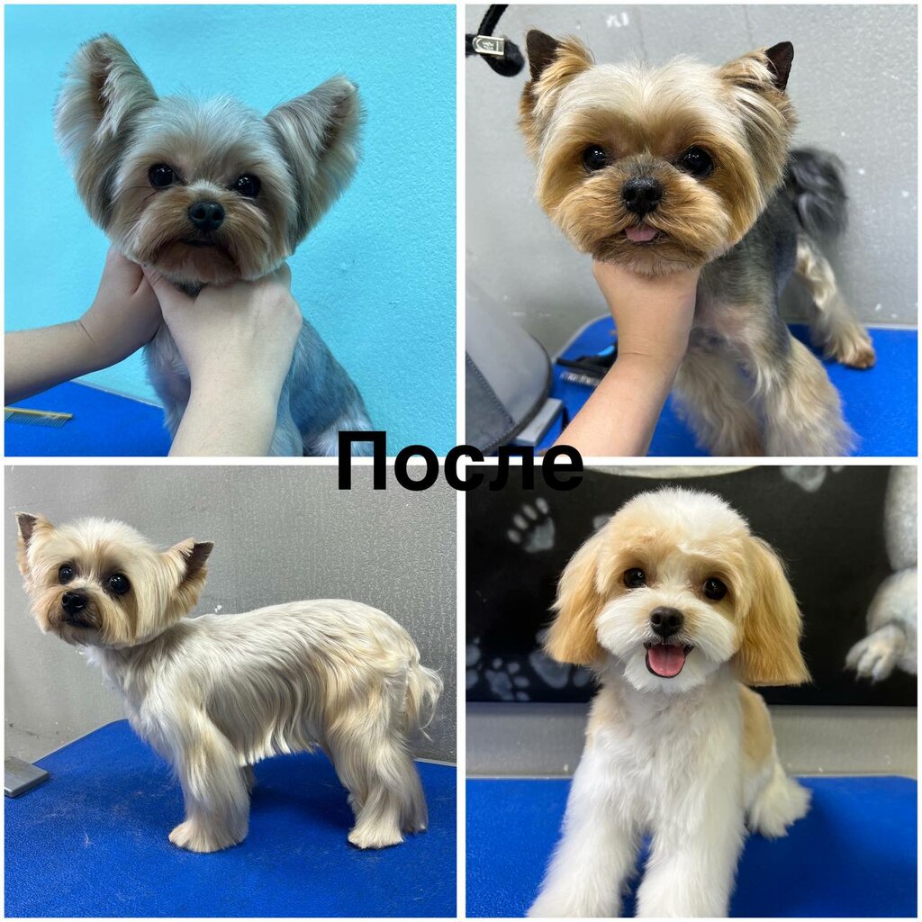 Evcil hayvan kuaförleri ПесиКо, Krasnodarski krayı, foto