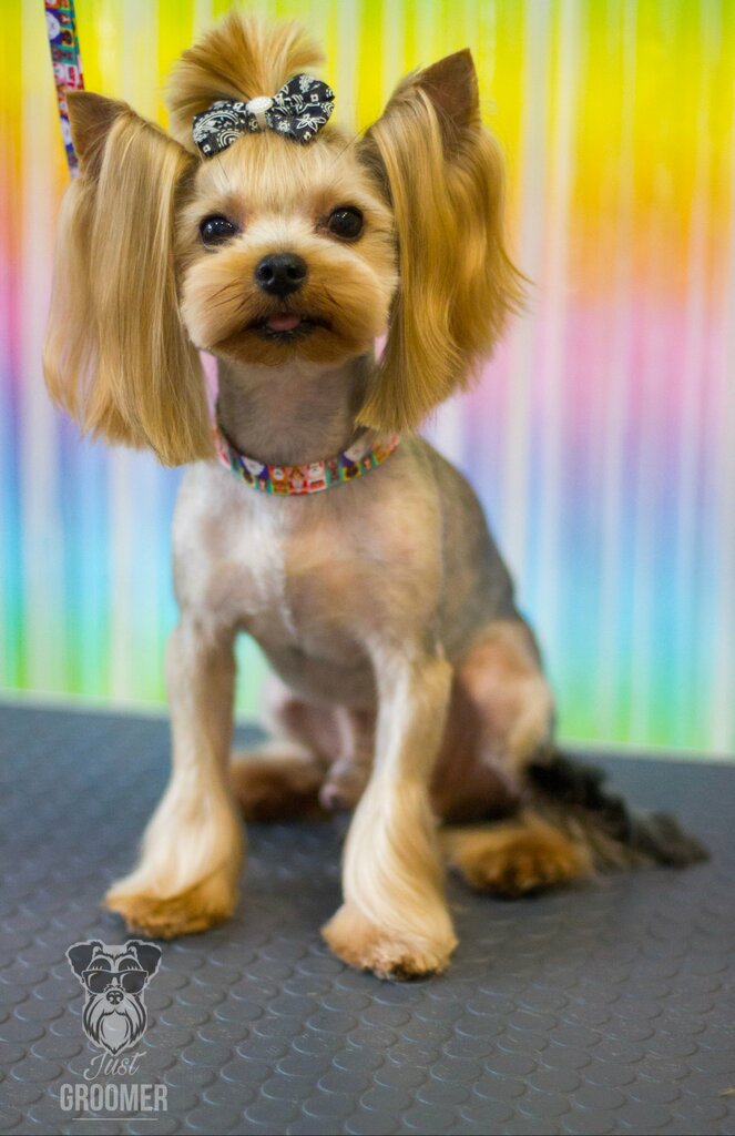 Evcil hayvan kuaförleri Just groomer, Kolomna, foto