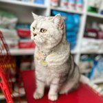 Pati Garden Veteriner Kliniği (Kırkpınar Hasanpaşa Mah., Şehit Cevdet Koç Cad., No:27, Sapanca, Sakarya), veteriner klinikleri  Sapanca'dan