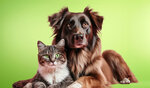 Harveld (Tekirdağ, Çorlu, Salih Omurtak Cad., 83/A), petshop  Çorlu'dan