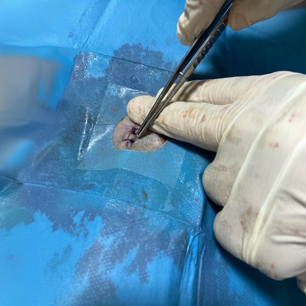 Veteriner klinikleri Zirve Veteriner, Kayseri, foto