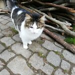 Fatsa Veteriner (Ordu, Fatsa, Sakarya Mah., Anı Sok., 3), veteriner klinikleri  Fatsa'dan