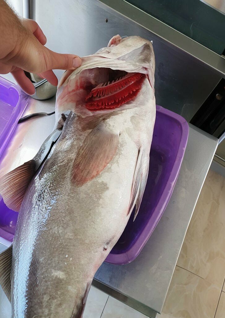 Market Özbaşlar Balık Market, Didim, foto