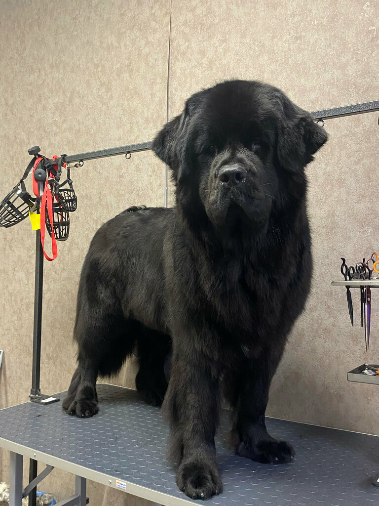 Evcil hayvan kuaförleri Ньюфи, Krasnoyarsk, foto