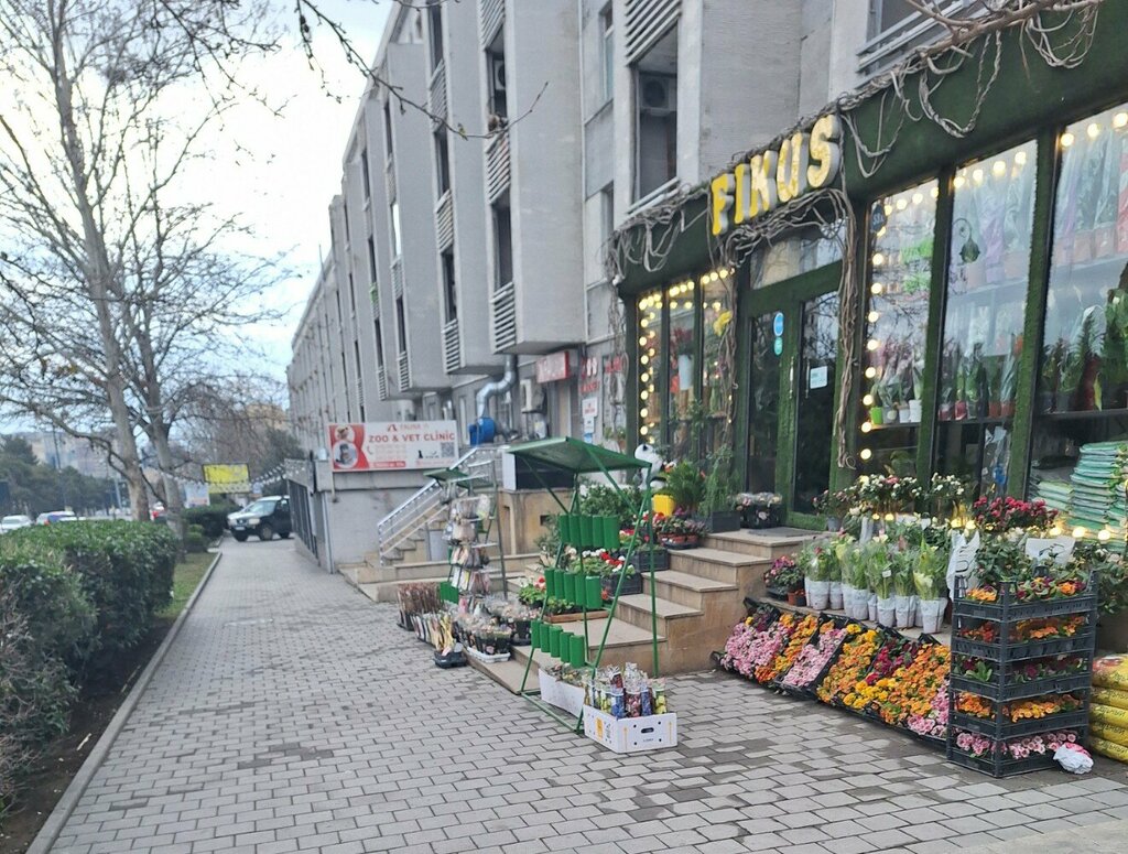 Çiçekçiler Fikus, Bakü, foto