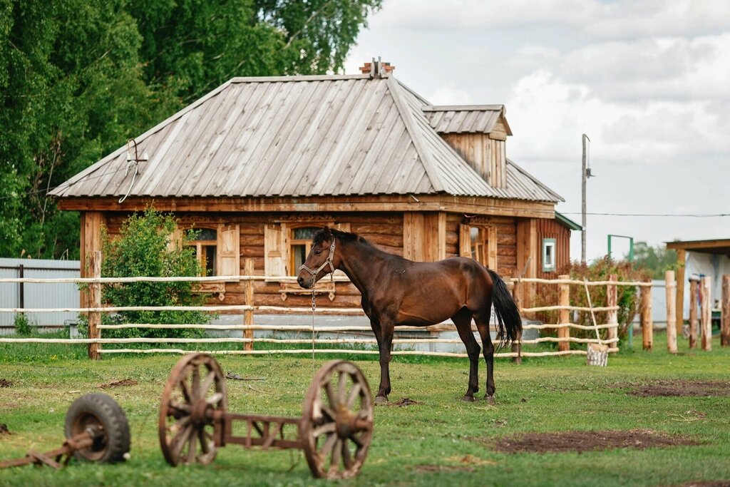 At ve binicilik kulüpleri Cossack Compound, Tümen (Tiumenskaya) oblastı, foto