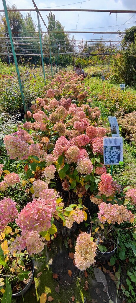 Sera ve bahçe ürünleri Жердев сад, Çuy ili, foto