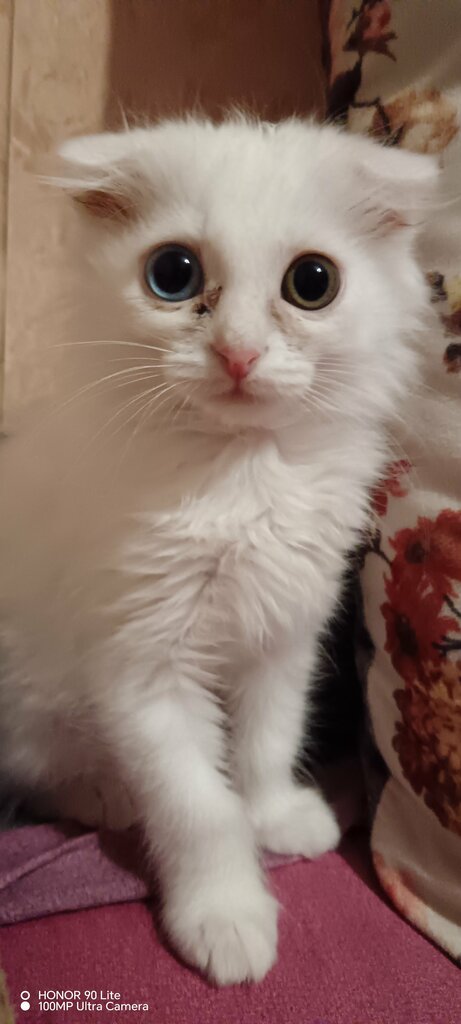 Veteriner klinikleri Profkom Meshchovskoy Rayonnoy Stantsii po Borbe s Boleznyami Zhivotnykh, Meşçovsk, foto