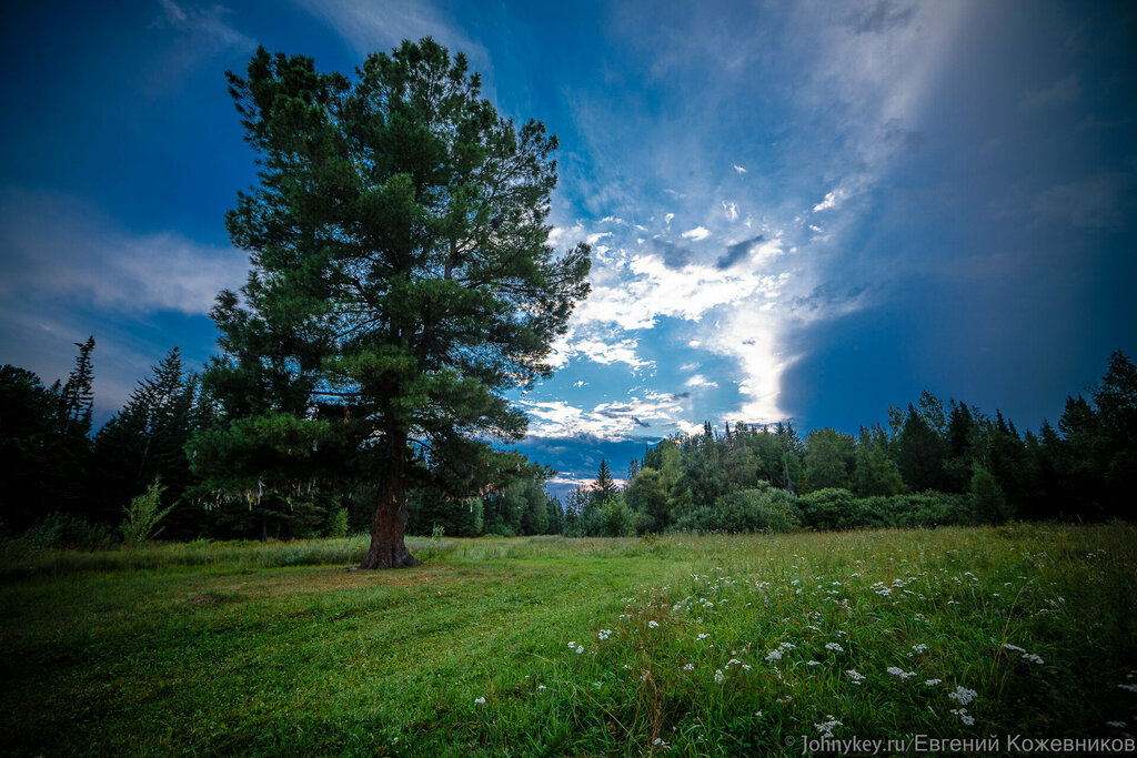 Doğa Кедр-целитель, Tomskaya oblastı, foto