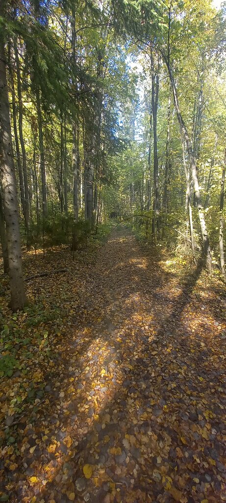 Bahçecilik dernekleri ve kuruluşları СНТ Городня-2, Kalujskaya oblastı, foto