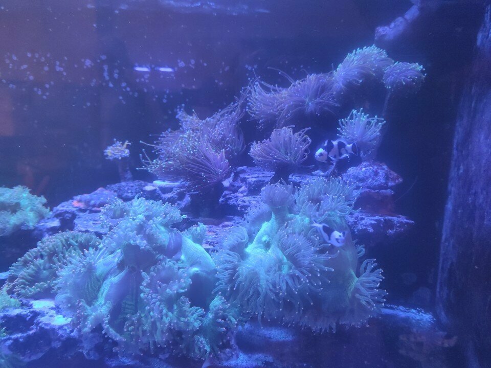 Akvaryumlar Referans Akvaryum, İstanbul, foto