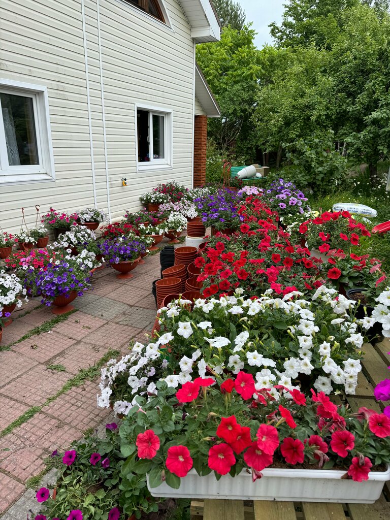 Fidan yetiştiriciliği Fogel. Цветочное ранчо, Saint‑Petersburg ve Leningradskaya oblastı, foto