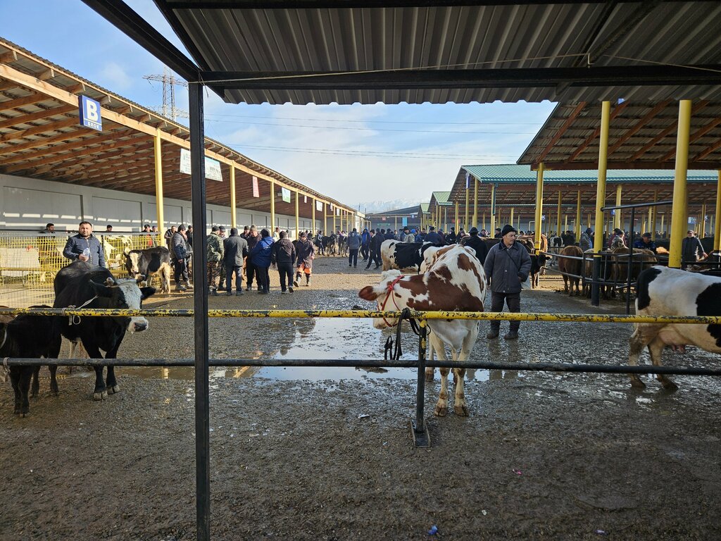 Pazarlar ve çarşılar Бостанлыкский скотный рынок, Taşkent eyaleti, foto