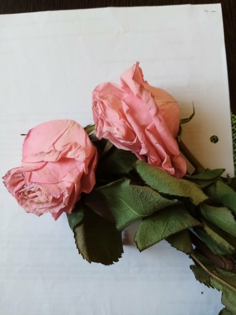 Çiçekçiler Цветочный рай, Bügülme, foto