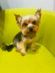 Love Pet (vulica Rybinoŭskaha No:50), evcil hayvan kuaförleri  Lida'dan