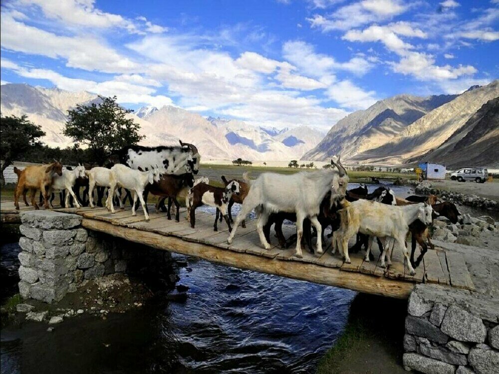 Otel Tih Nubra Leisure Camp - Hunder, Cemmu ve Keşmir, foto