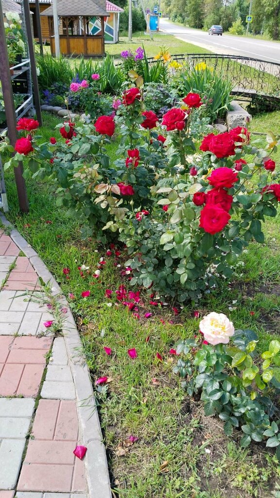 Sera ve bahçe ürünleri Садовый центр, Moskova ve Moskovskaya oblastı, foto