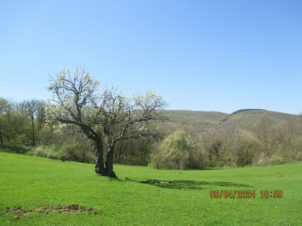 Doğa 700-летняя груша, Kırım Cumhuriyeti, foto