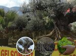 Vivaio Lorenzini (Liguria, provincia della Spezia, Via Variante Aurelia, 60), çiçek teslimatı