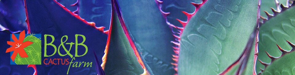 Beyaz eşya mağazaları B & B Cactus Farm, Arizona Eyaleti, foto