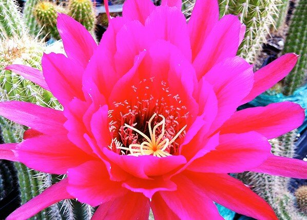 Beyaz eşya mağazaları B & B Cactus Farm, Arizona Eyaleti, foto