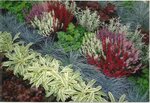 Blumen Rutz (Schwanseestraße No:83), çiçek teslimatı  Münih'ten