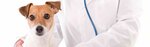 La Clinica Veterinaria Sirio (Venice, Vicenza, Dueville, Vicenza, Viale Giangiorgio Trissino), veteriner klinikleri  Vicenza'dan