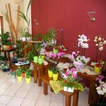 Oasi Verde Fiori e Piante (Sicily, Catania, Via Stabilimenti, 126), çiçek teslimatı  Sicilya'dan