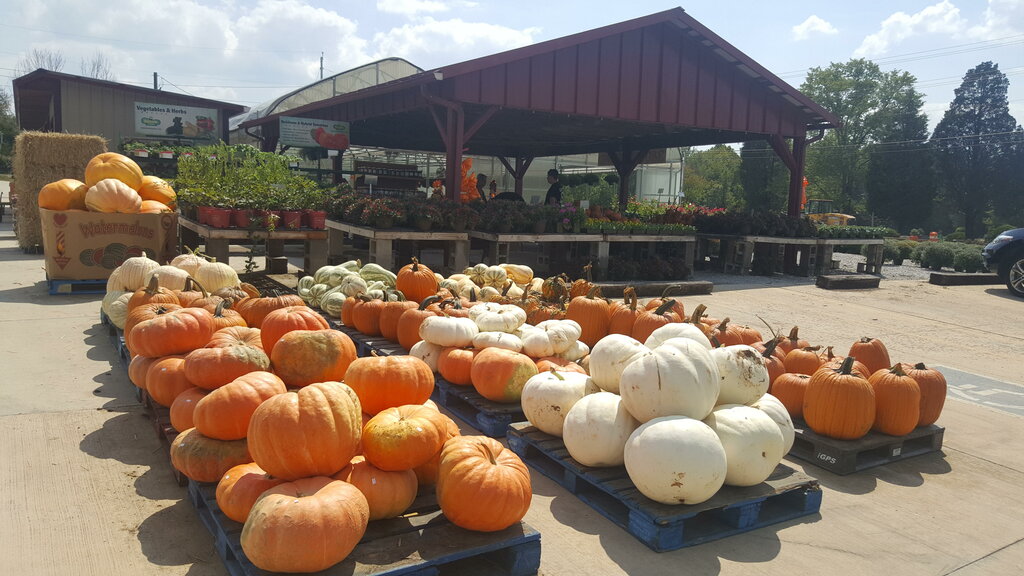 Sera ve bahçe ürünleri Brown's Greenhouse, Tennessee Eyaleti, foto
